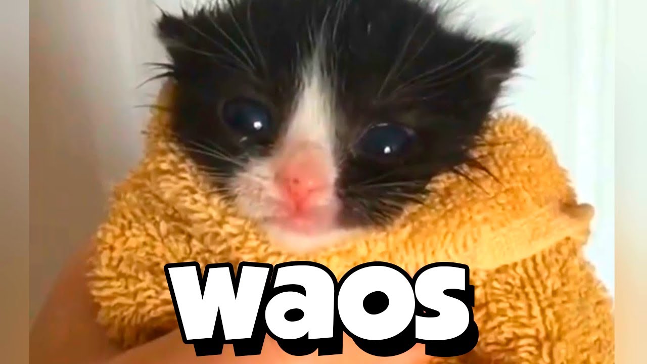 MEMEPOSTEO #51 - YouTube