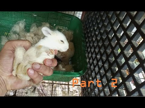 INBREEDING of Rabbit Siblings - part 2 (1 kit vanished) - YouTube