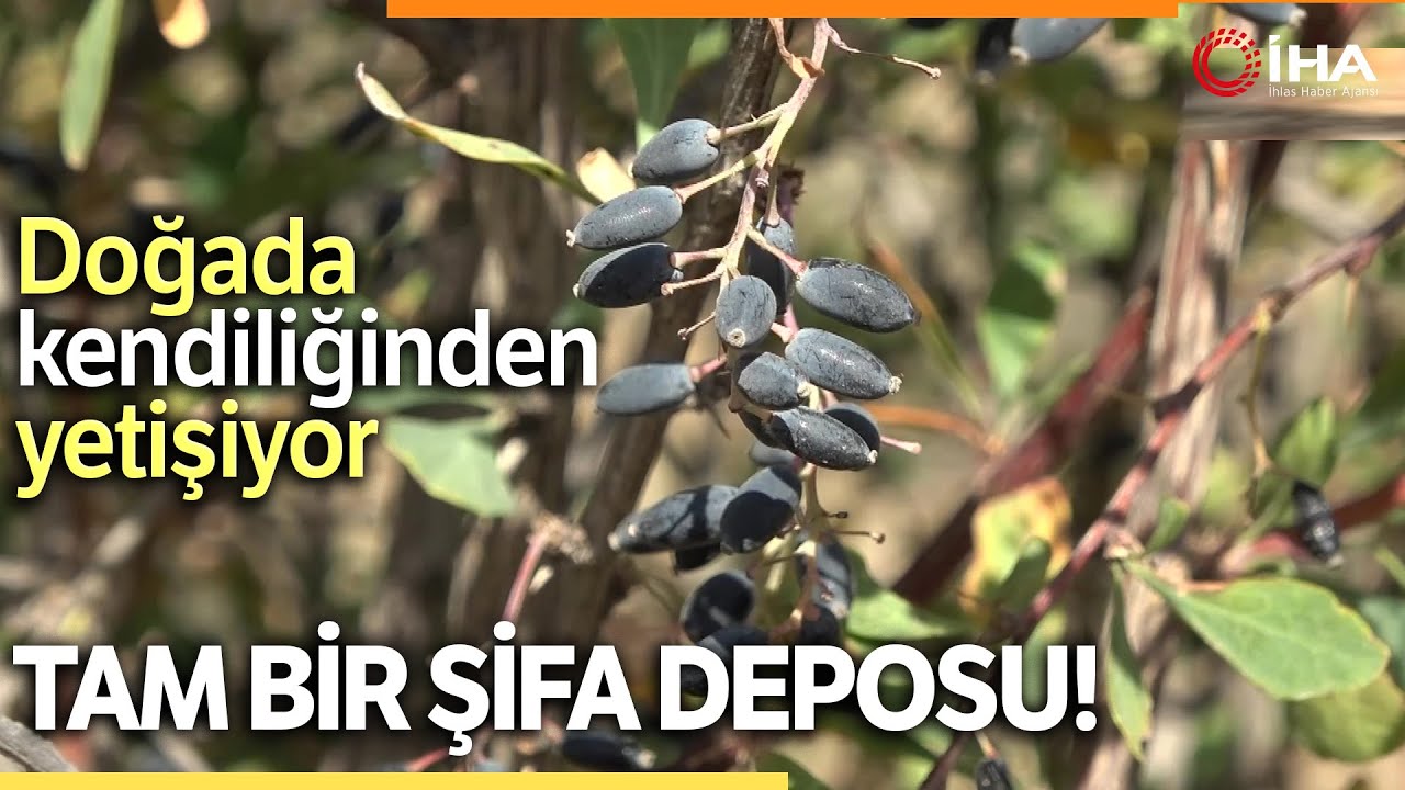 Şifa İçin Dikenli Çalıların Arasından Bin Bir Zorlukla Karamuk Meyvesi ...