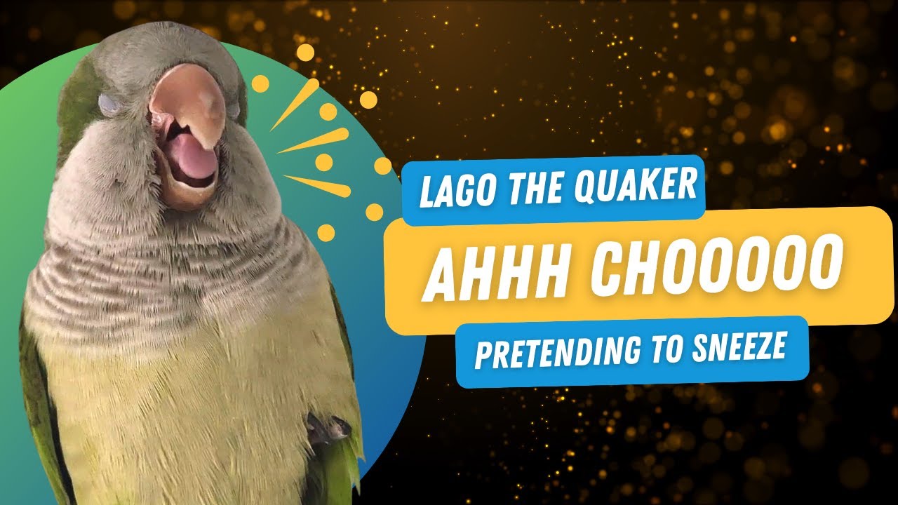 Ahh CHOOO sneezing quaker parrot | Lago pretends to sneeze - YouTube