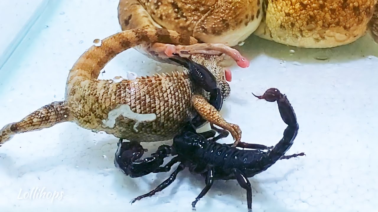 Asian Bullfrog With Big Scorpion & Tree Lizard ! Asian Bullfrog Live ...