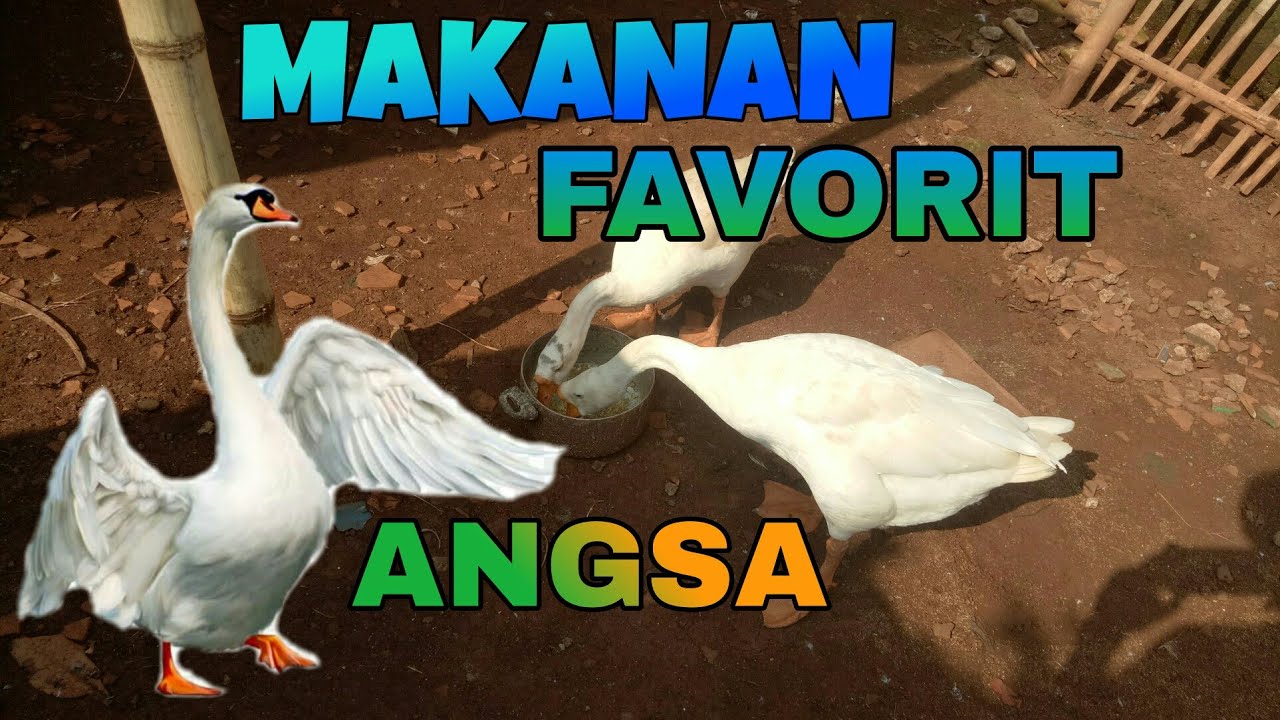 CARA BUAT PAKAN ANGSA SOANG - YouTube