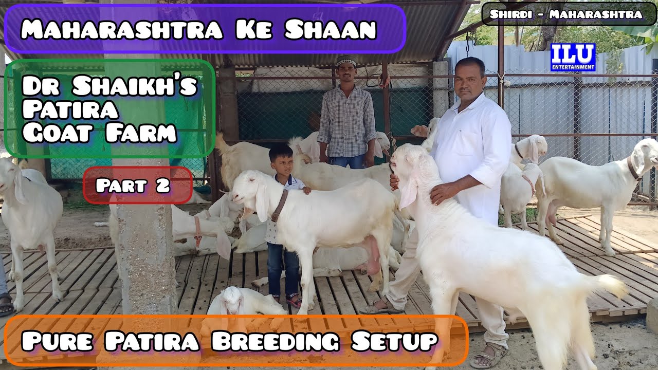Pure Patira Breeding Setup Ek Se Ek Nagine || Maharashtra Ke Shaan Dr ...