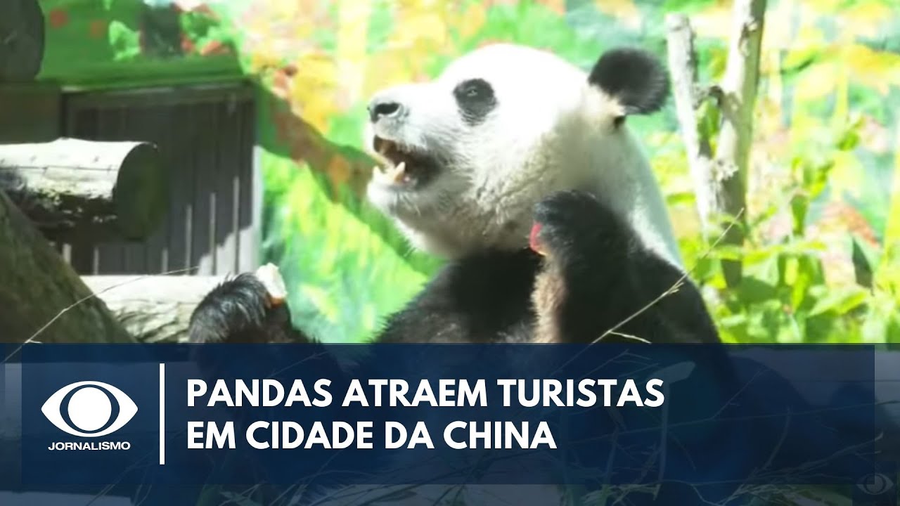 Conheça a cidade dos pandas gigantes na China - YouTube