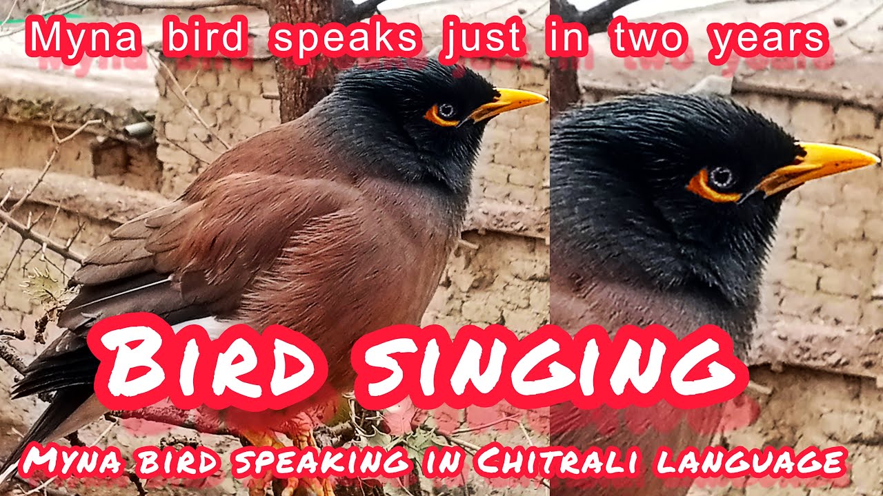 Myna bird speaks Chitrali language | Myna bird singing song after 2 ...