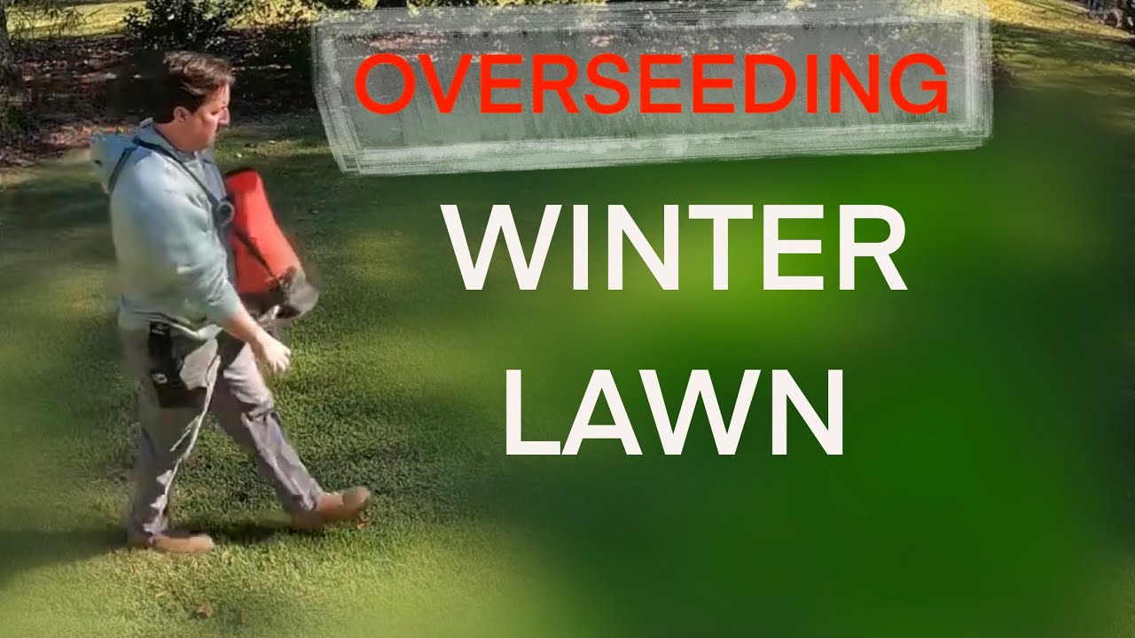 Winter Lawn Care Tips: Keep Your Grass Green and Beautiful - YouTube