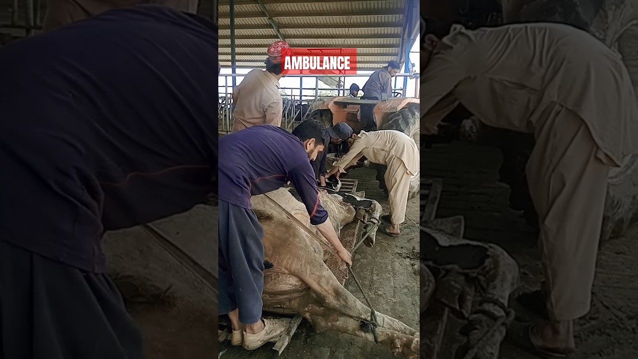 jugaarh | emergency #cow #animals #slipped - YouTube