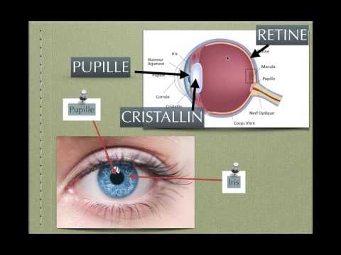 Chapitre 2- L'oeil et son modèle réduit