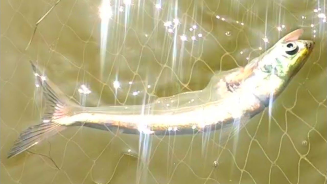 Amazing Fishing / Amazing Net 🐠 Fishing / Fish Fanda 😯 / #Fishing_Mere ...