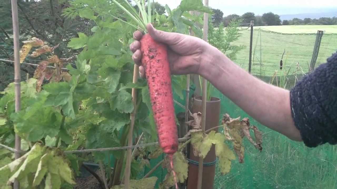Allotment Diary Pulling up the first Exhibition Show Stump Rooted ...