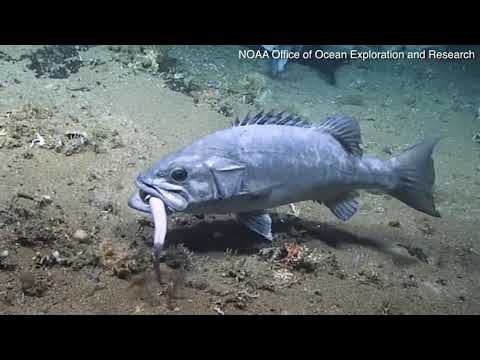 Stunning moment grouper fish swallows a shark whole