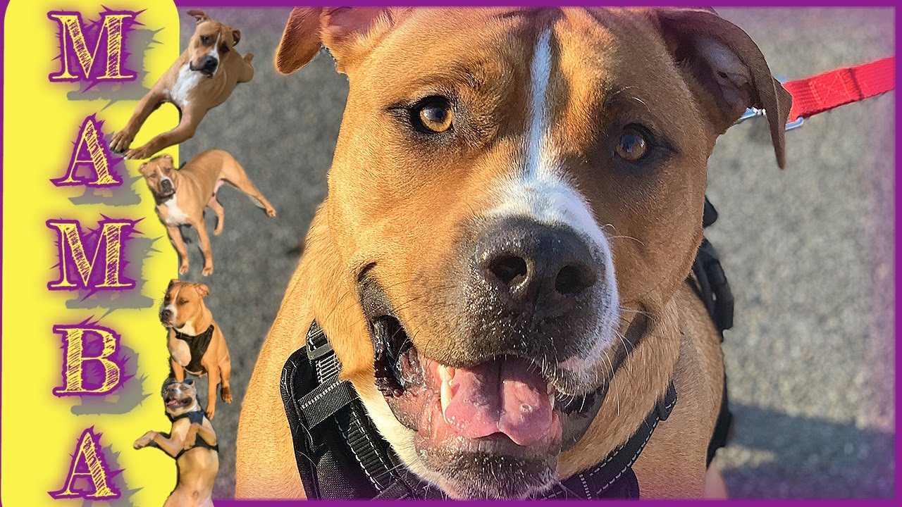 Meet Our Dog Mamba 💜💛|| MQB.TV - YouTube
