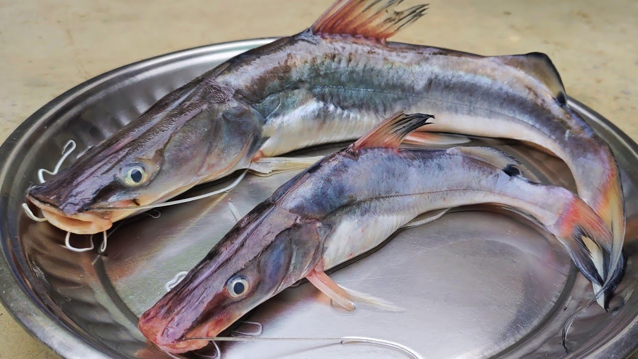 बेलहरा मछली को इस तरह से बनाएं कि खाने वाला आपका नाम पूछने लगे ...