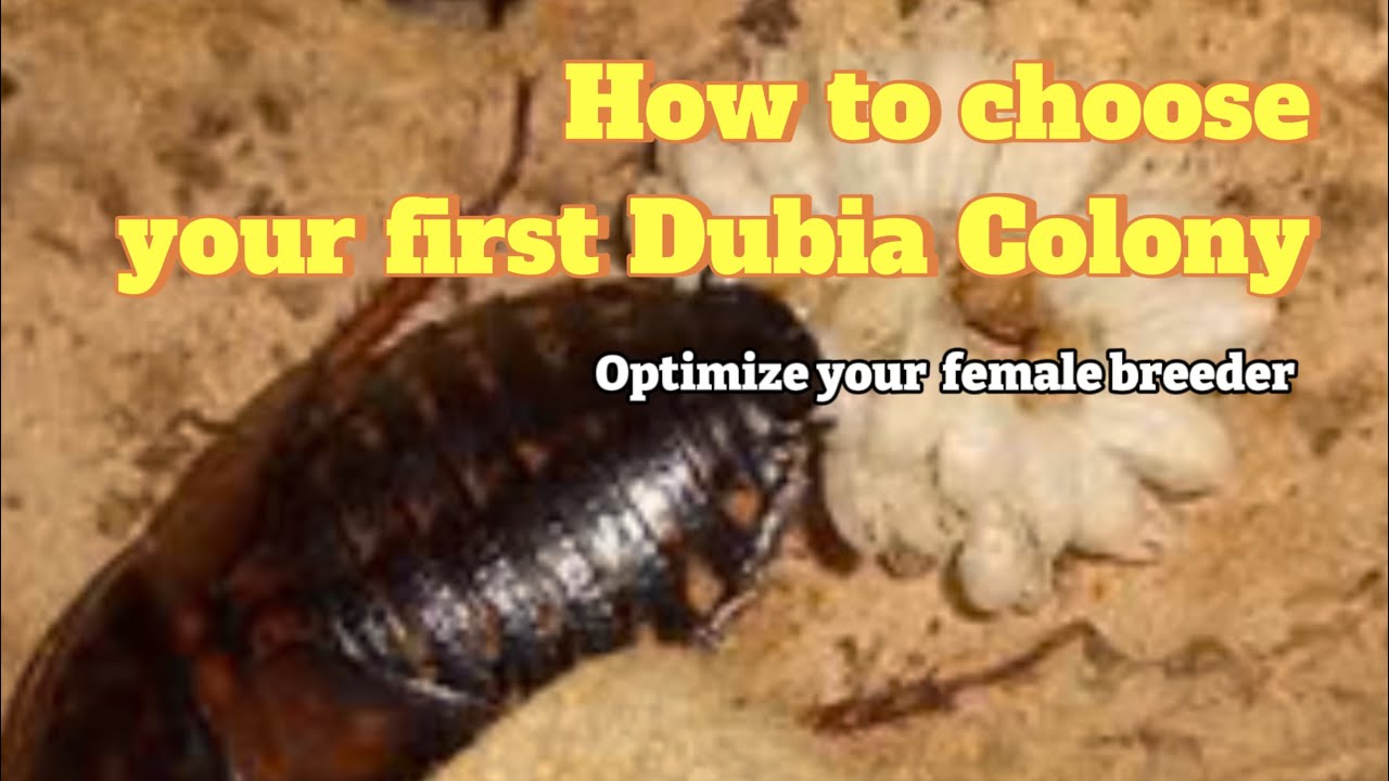 Choosing your first breeding colony | The Feeder Series - Dubia Roach ...