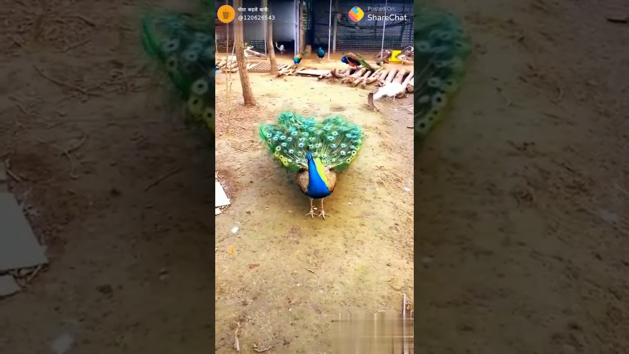 Install the app share chat - YouTube