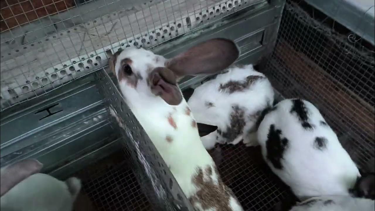 v 65 dňoch 2ks cez 2,9kg - YouTube