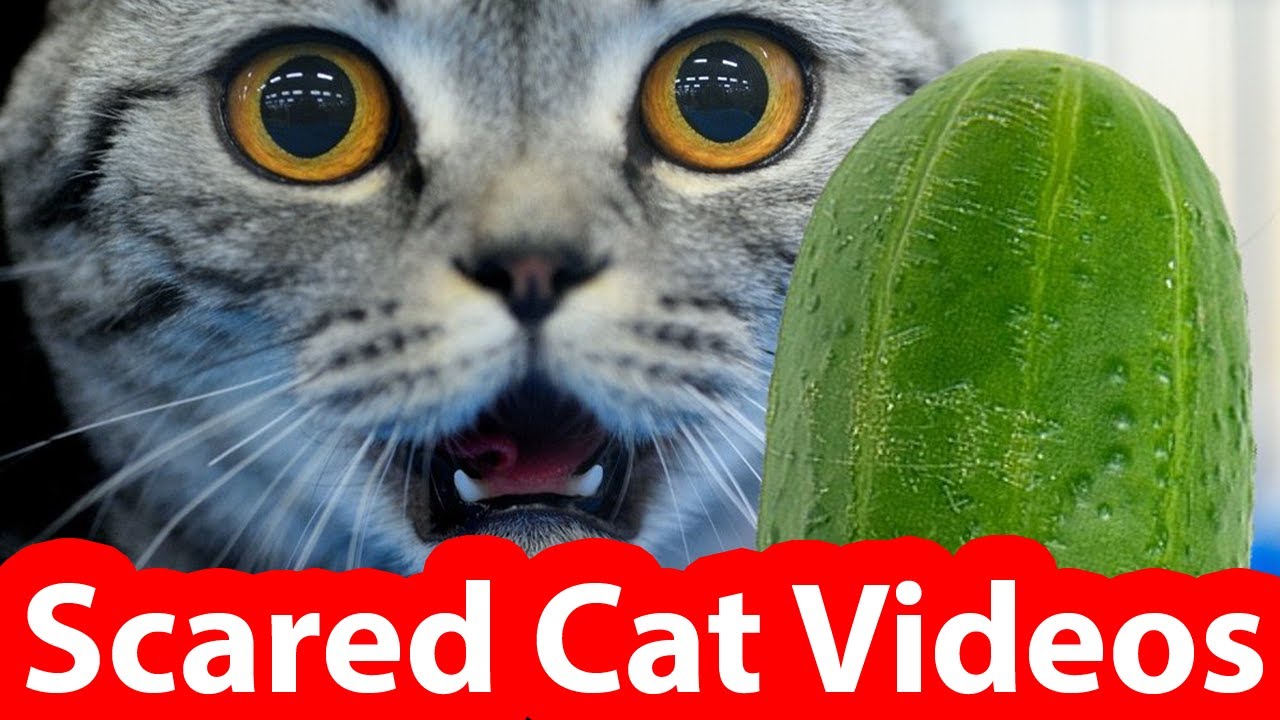 Epic Scared Cats Video Compilation - YouTube