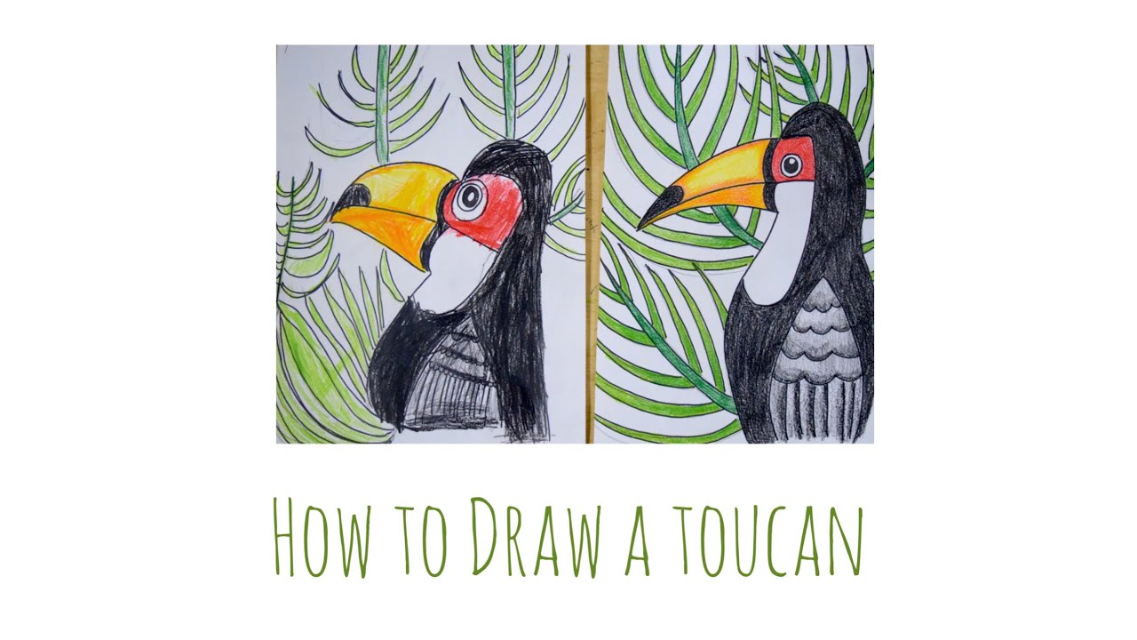 How to draw a Toucan | Easy drawing of a Toucan - YouTube