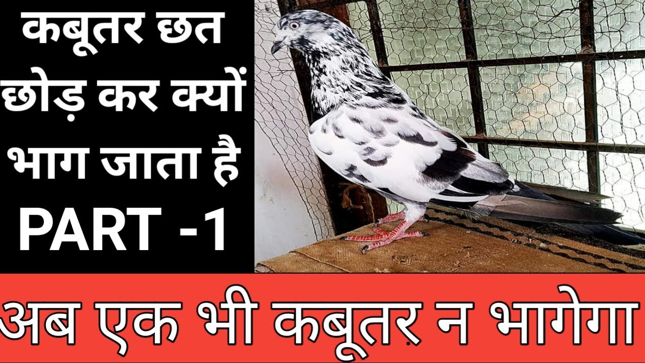 कबूतर छत छोड़ कर क्यों भाग जाता है New Kabootar bhag Kyu jata Hain ...