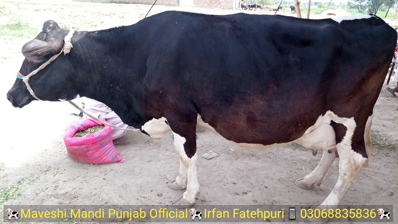 Walati Cross Cow For Sale Good Price in Cattle Market - Maweshi Mandi ...