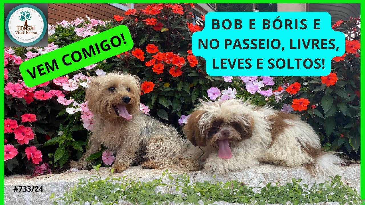 #BOB E BÓRIS E MINHA CIDADE! #PauloBonsai 😉😍 - YouTube