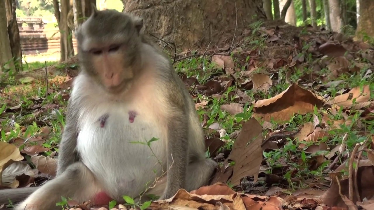 monkey pregnancy is tight, Welcome Monkey #14 - YouTube