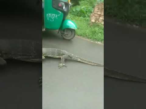 Big lizard on road #short
