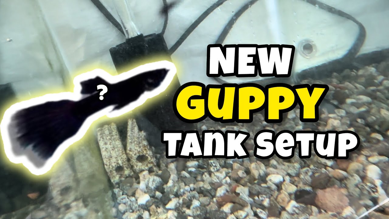 Setting up a New Guppy Tank - YouTube