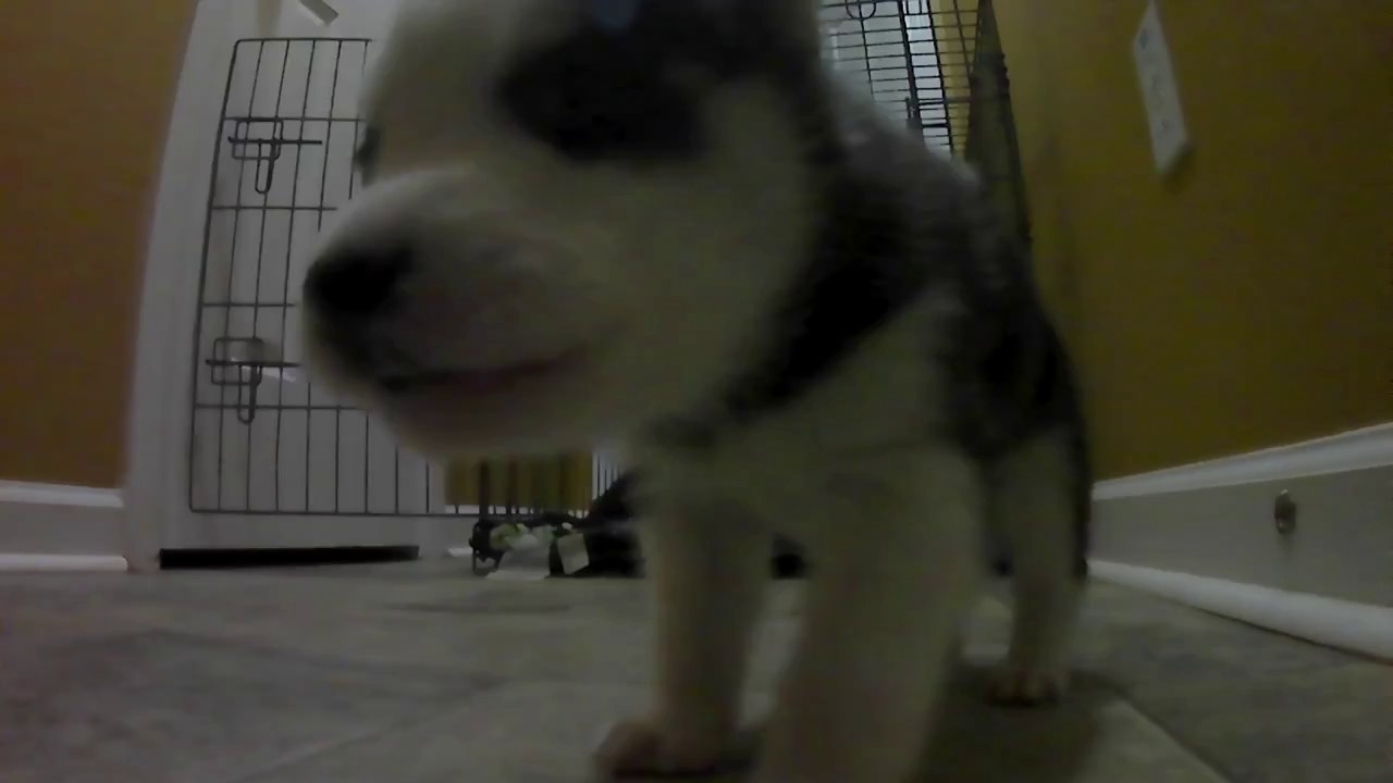 My Siberian Husky Puppies having Fun - YouTube