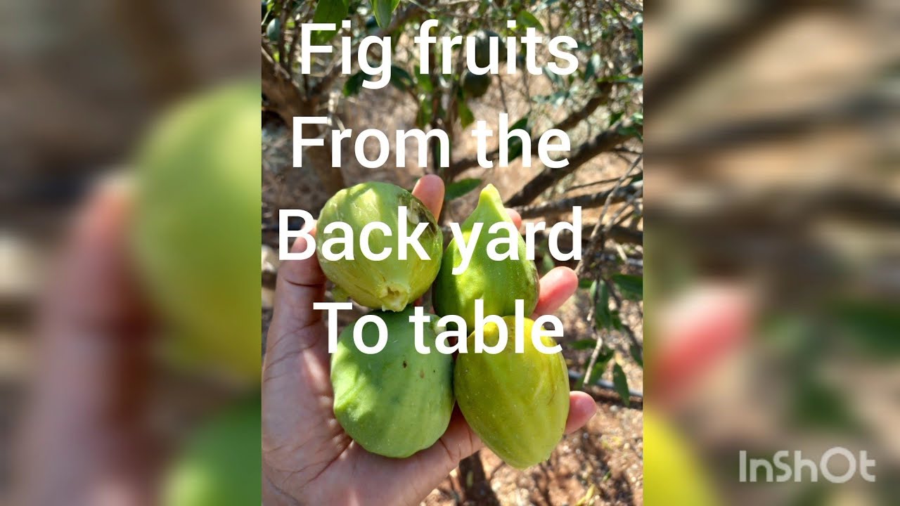 Fig tree fruits in the back yard. - YouTube
