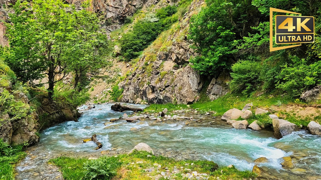 Sounds of Nature: 4K Video with Birds Singing and Forest Sounds for ...