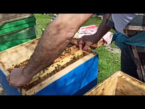 Yaz, İlk bahar baxımı. Arıçılığa yeni başlayanlar üçün tövsiyə, məsləhətlər - 1-ci hissə. Arı Kovanı