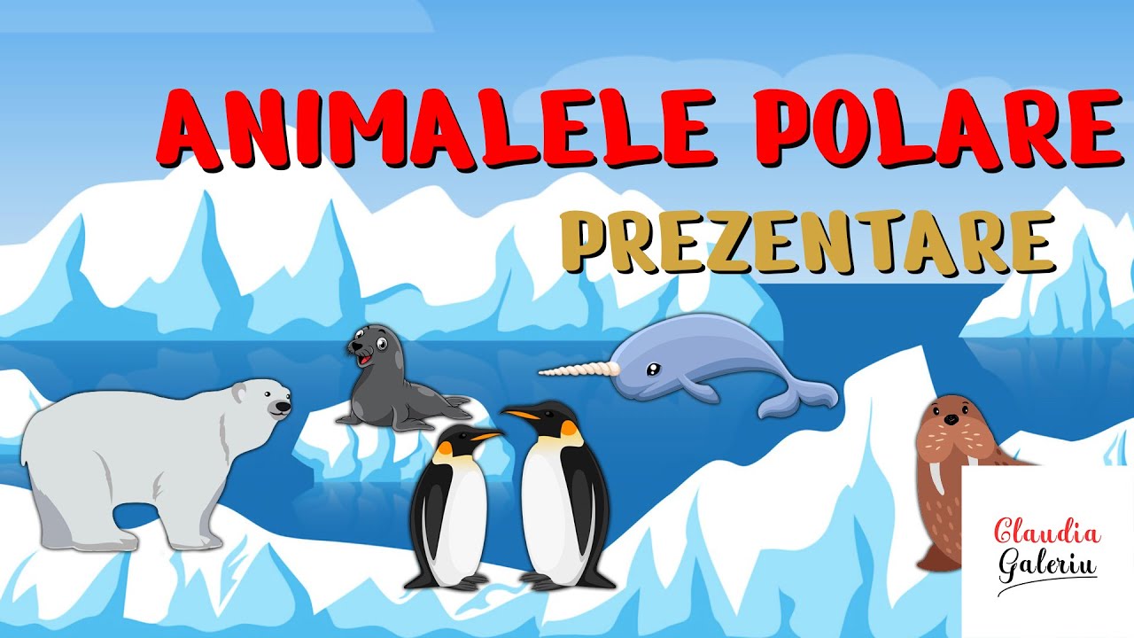 Animalele Polare | Animale Polare Intelesul Copiilor | Cunoasterea ...