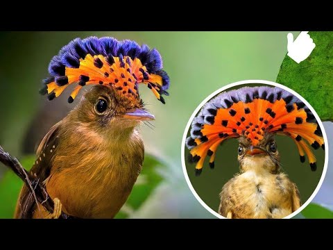 ROYAL FLYCATCHER THE MOST EXOTIC BIRD ON PLANET EARTH - YouTube