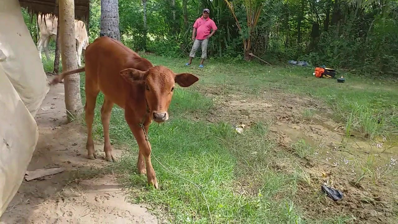 Pedet Sapi Aceh Hasil Inseminasi Buatan - YouTube