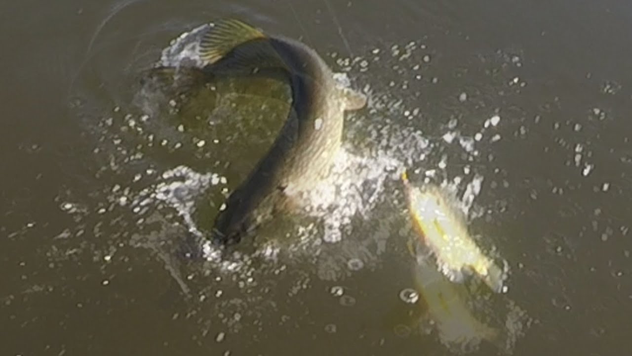 Northern Pike Amazing Attack Action Footage - YouTube