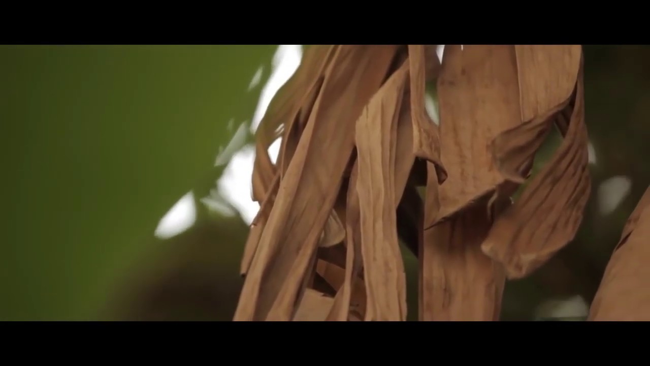 Canon EOS 77D Video Sample