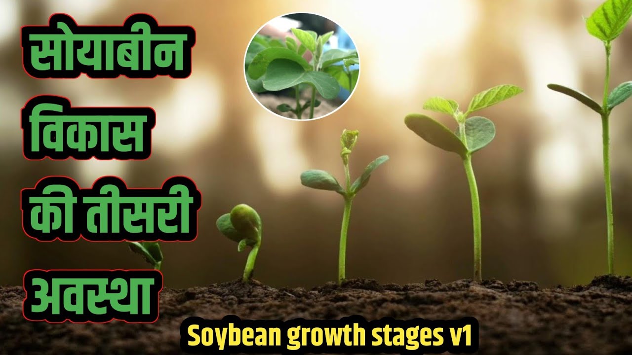 सोयाबीन विकास की तीसरी अवस्था // Soybean growth stages v1 - YouTube