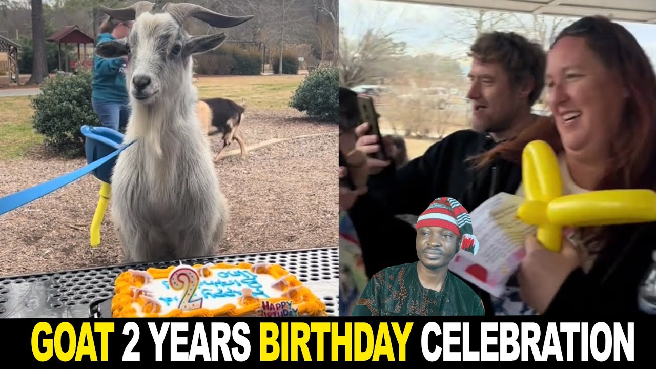 Goat Birthday Muzungu Throw Big Party To Celebrate 🐐🎉 - YouTube