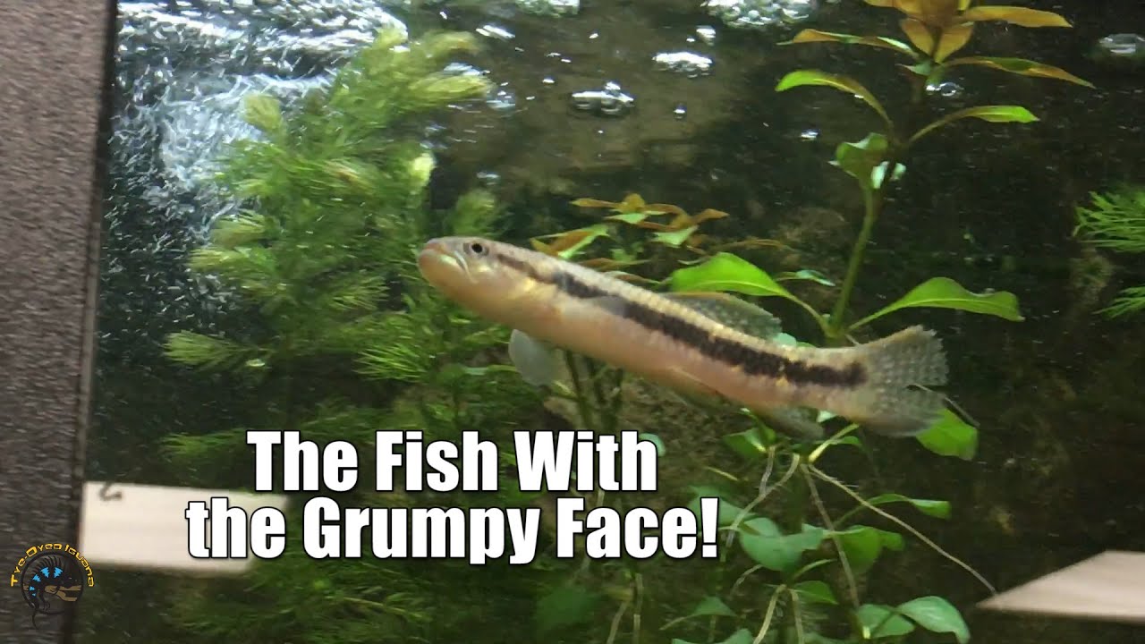 The Fish With the Grumpy Face! (A Small Fish Delivery This Time!) - YouTube