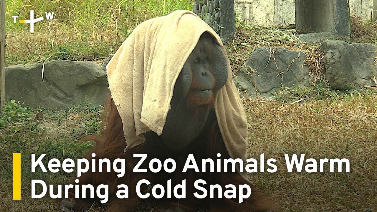 Zoos Work To Keep Animals Warm Amid Cold Snap | TaiwanPlus News - YouTube