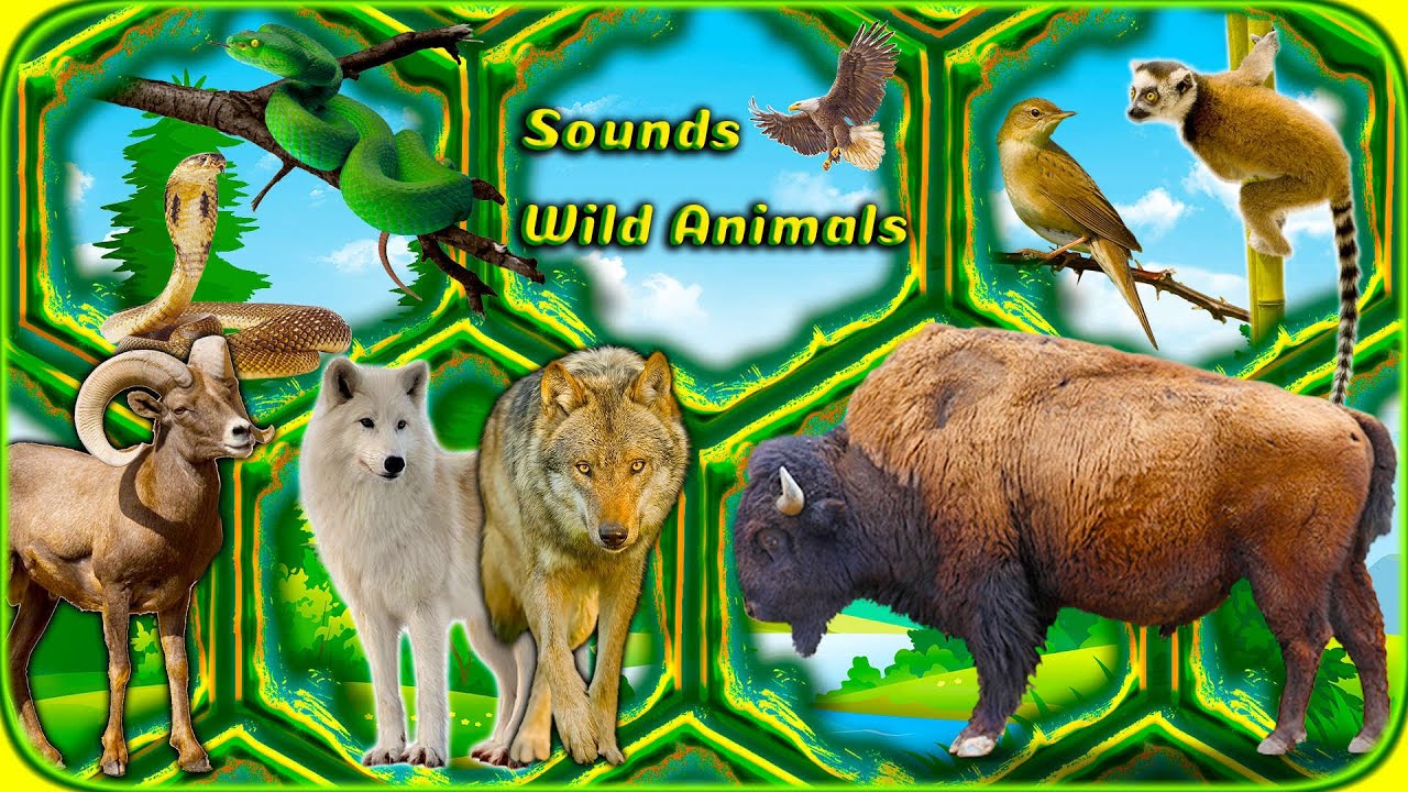 Wild Animal Sounds • Animal Sounds • Beautiful Wild World - YouTube