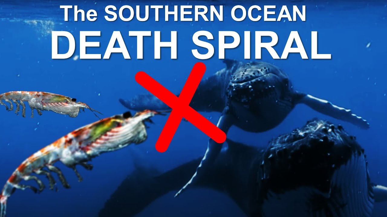 The Incredible Truth About Krill that Scientists Got Wrong - YouTube