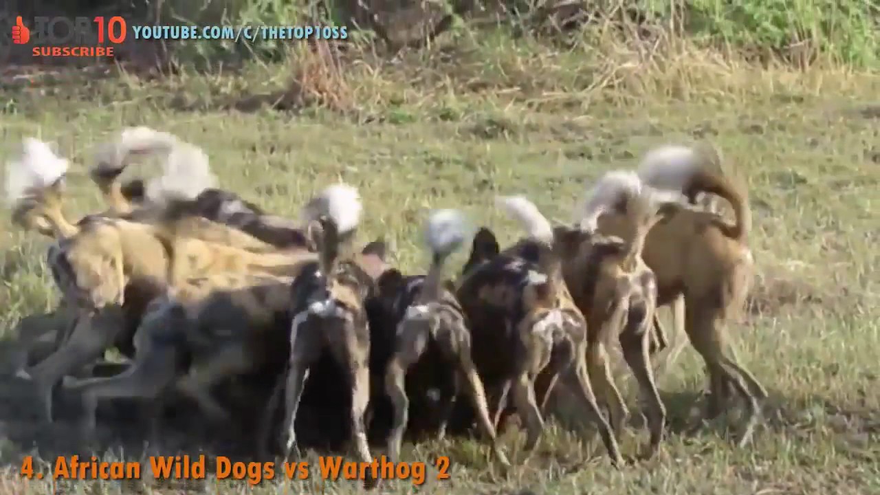 THE TOP 10 TOP 10 WILD DOGS ATTACK Wild Dogs vs Leopard, Warthog ...
