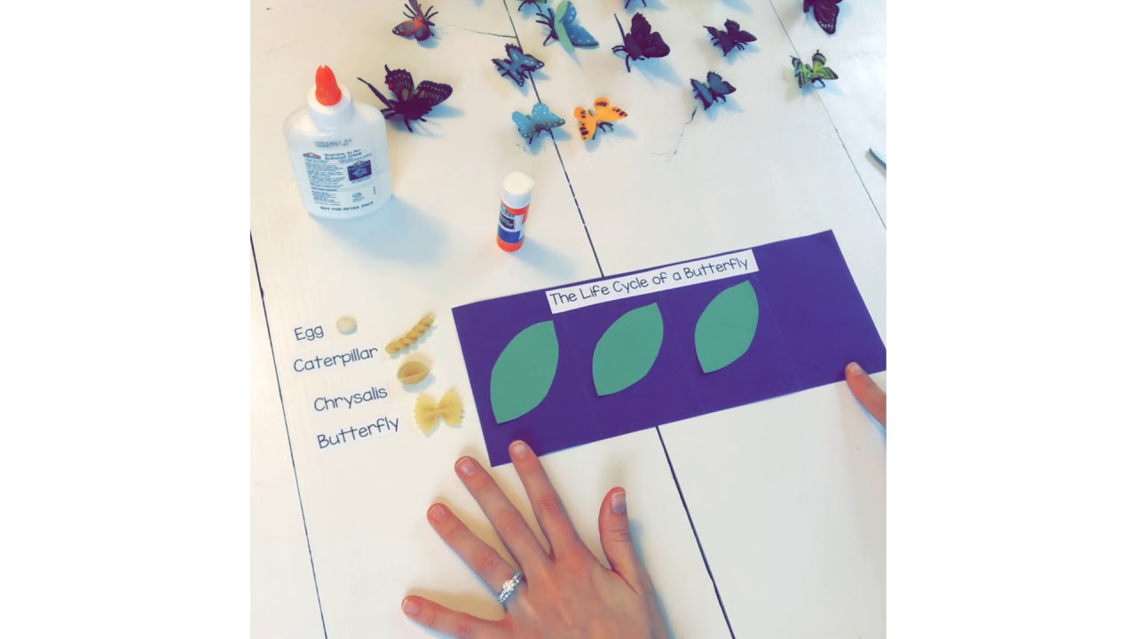 The Life Cycle of a Butterfly craft & caterpillar/butterfly update ...