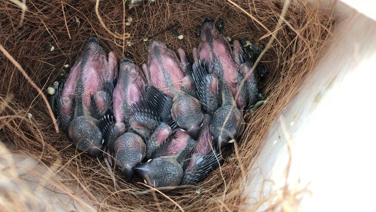 Java finch babies 2019 - Day 14 - YouTube