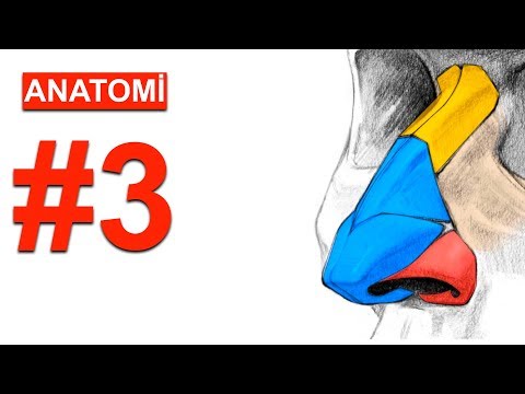 BURUN ÇİZİMİ - ANATOMİ - KARAKALEM RESİM ÇİZİMİ DERSLERİ