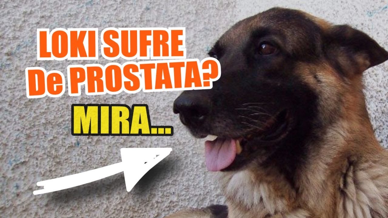 😲¿CÓMO Saber Si Un PERRO Está ENFERMO De La PRÓSTATA?🐶 - YouTube