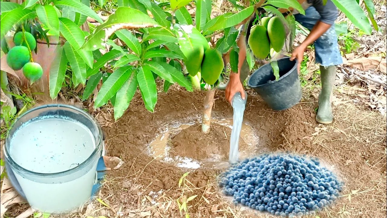 Best Npk Fertilizer For Mango Trees Best Fertilizer YouTube