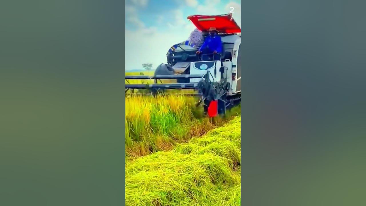 Alat pertanian modern untuk memanen padi dengan mudah di sawah #shorts - YouTube